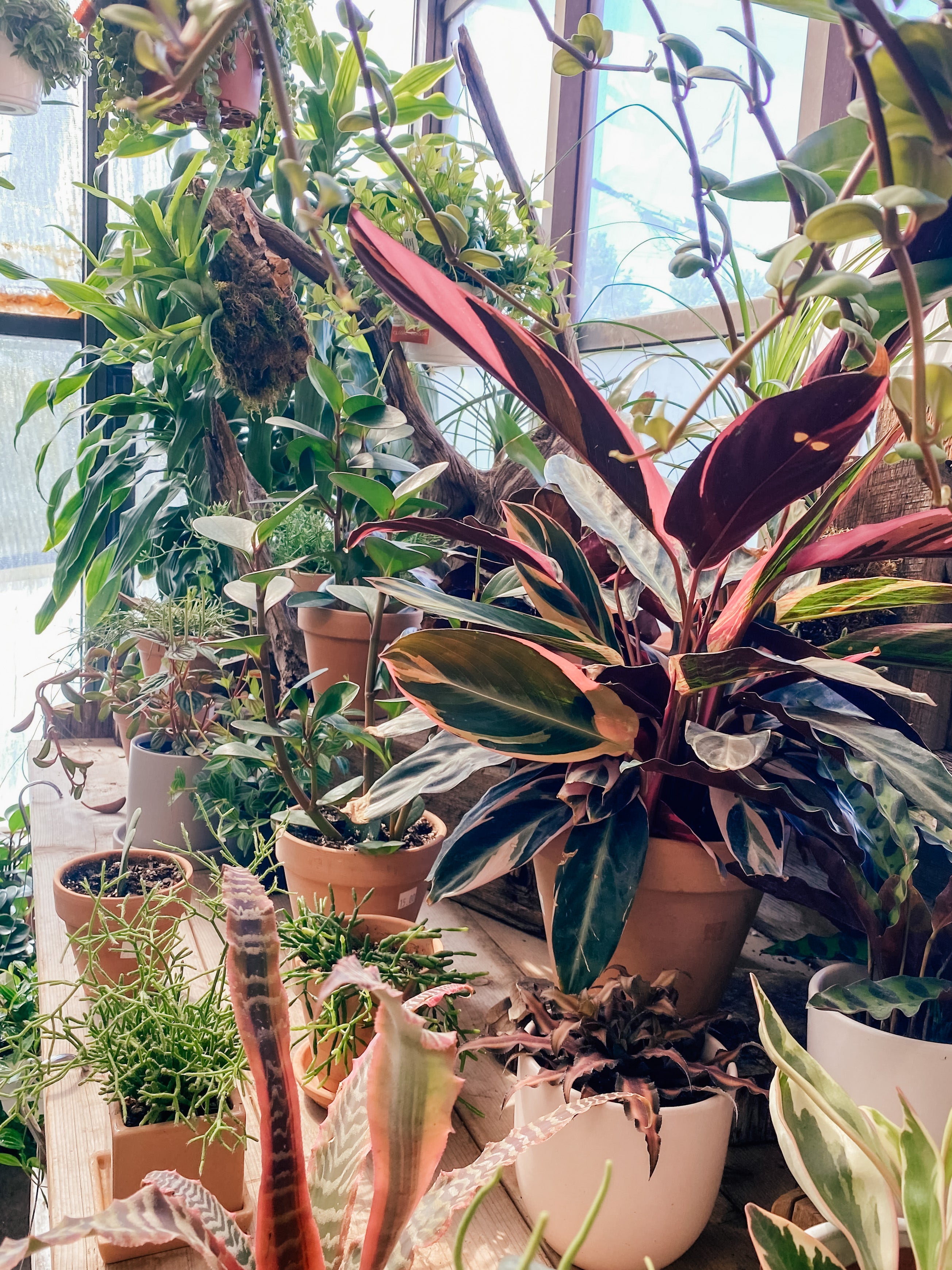 Tips for Fall Houseplant Care – Rolling Ridge Nursery